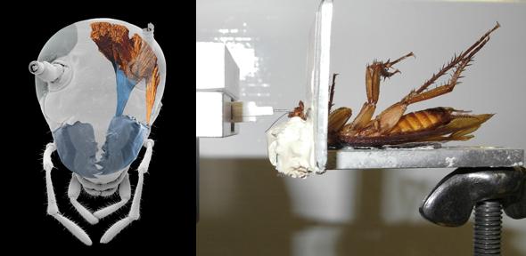 The amazing cockroach – Life Lines by Dr. Dolittle