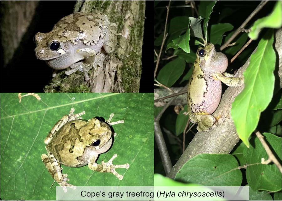 Guest Blog: Liver genes of Cope’s gray treefrog provide clues to low ...