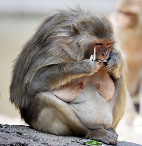 Obese rhesus monkeys develop diabetes too – Life Lines by Dr. Dolittle