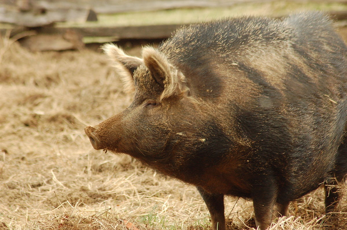 How Ossabaw Island swine are helping us understand obesity and diabetes ...