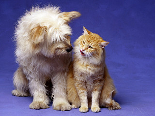 Intelligence: Dogs vs Cats – Life Lines by Dr. Dolittle