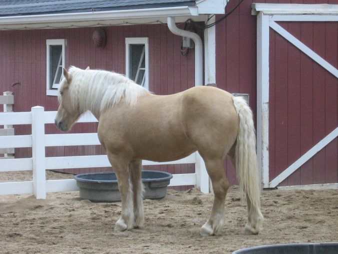 Obese Horses – Life Lines by Dr. Dolittle