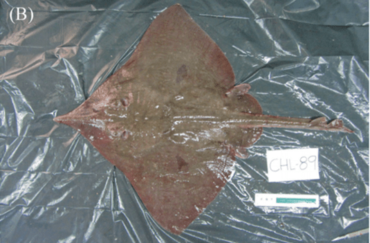 71 New Species Described in 2019 – Life Lines by Dr. Dolittle