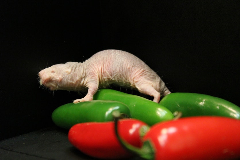 Evolution of pain resistance – Life Lines by Dr. Dolittle