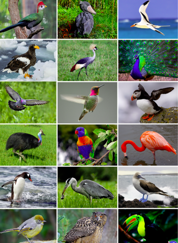 New study may help shed light on avian diversity – Life Lines by Dr ...