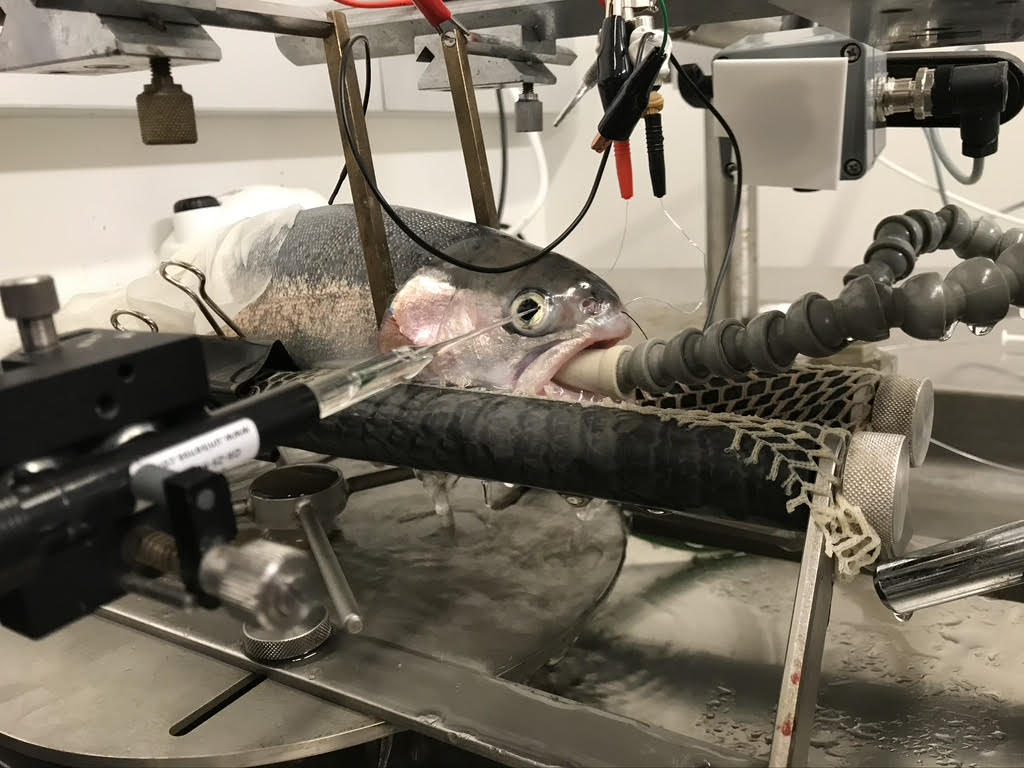 Experimental Biology 2021: Q&A with Dr. Christian Damsgaard – Life ...