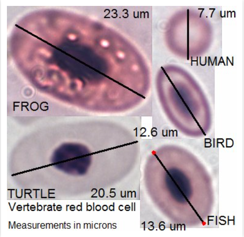 Oddity of mammalian red blood cells – Life Lines by Dr. Dolittle