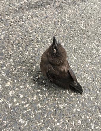 Don’t feed the birds: help stop the spread of a deadly illness – Life ...