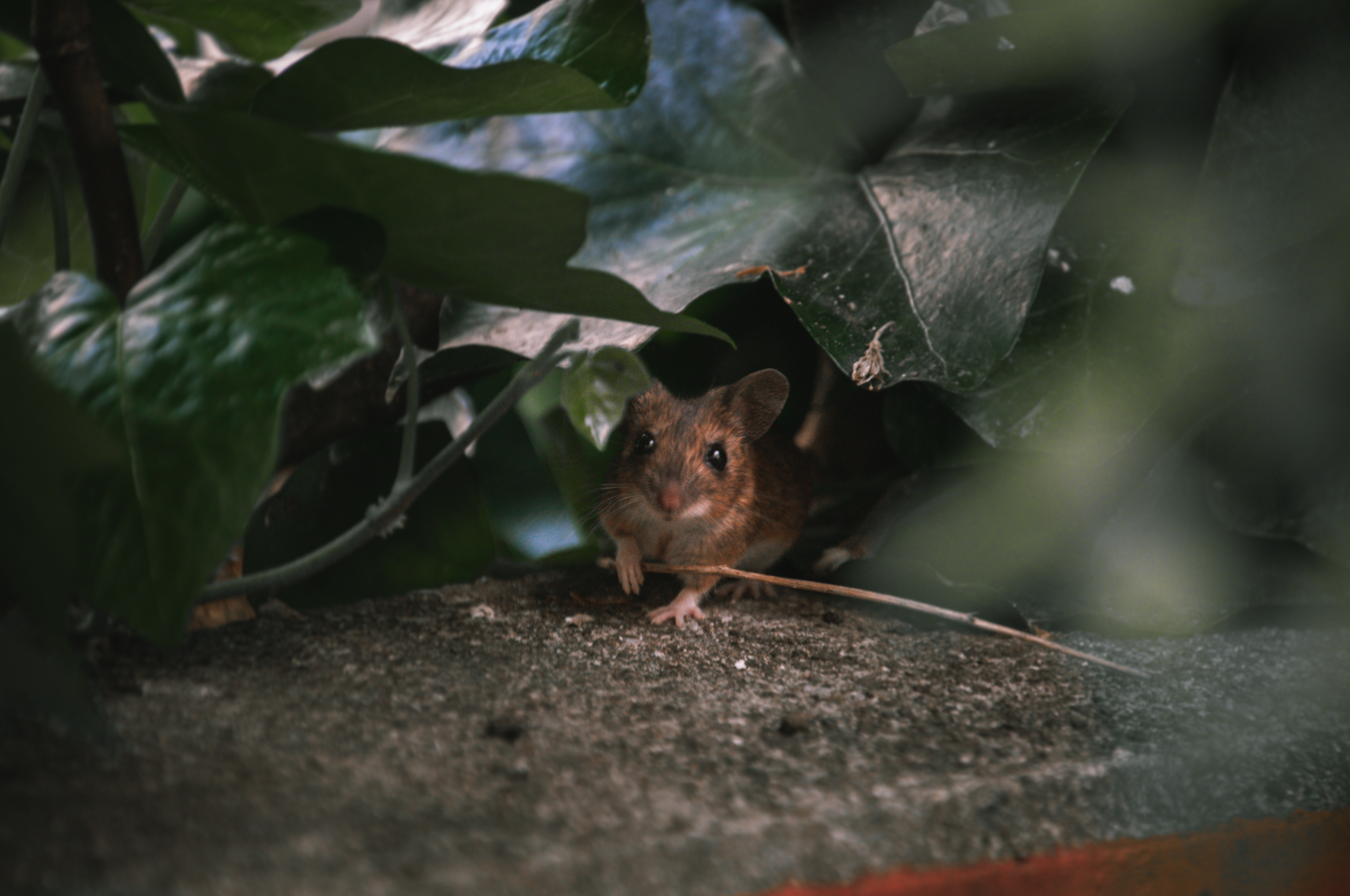 Mice have special ‘jumping genes’ that help them survive viral ...