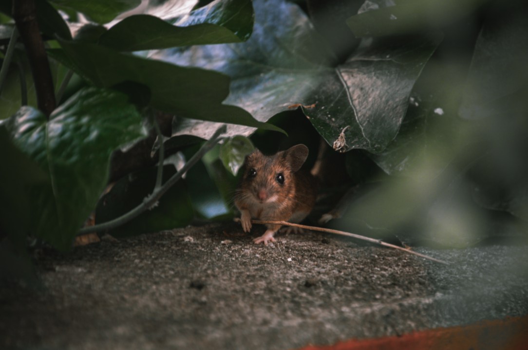 Mice have special ‘jumping genes’ that help them survive viral ...