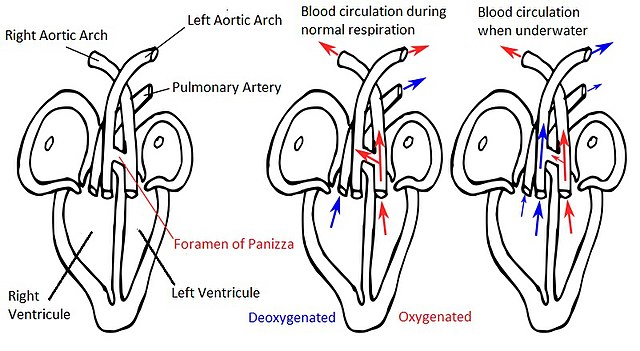 Hypoxia gives alligators a big heart: Q&A with Dr. Dane Crossley ...