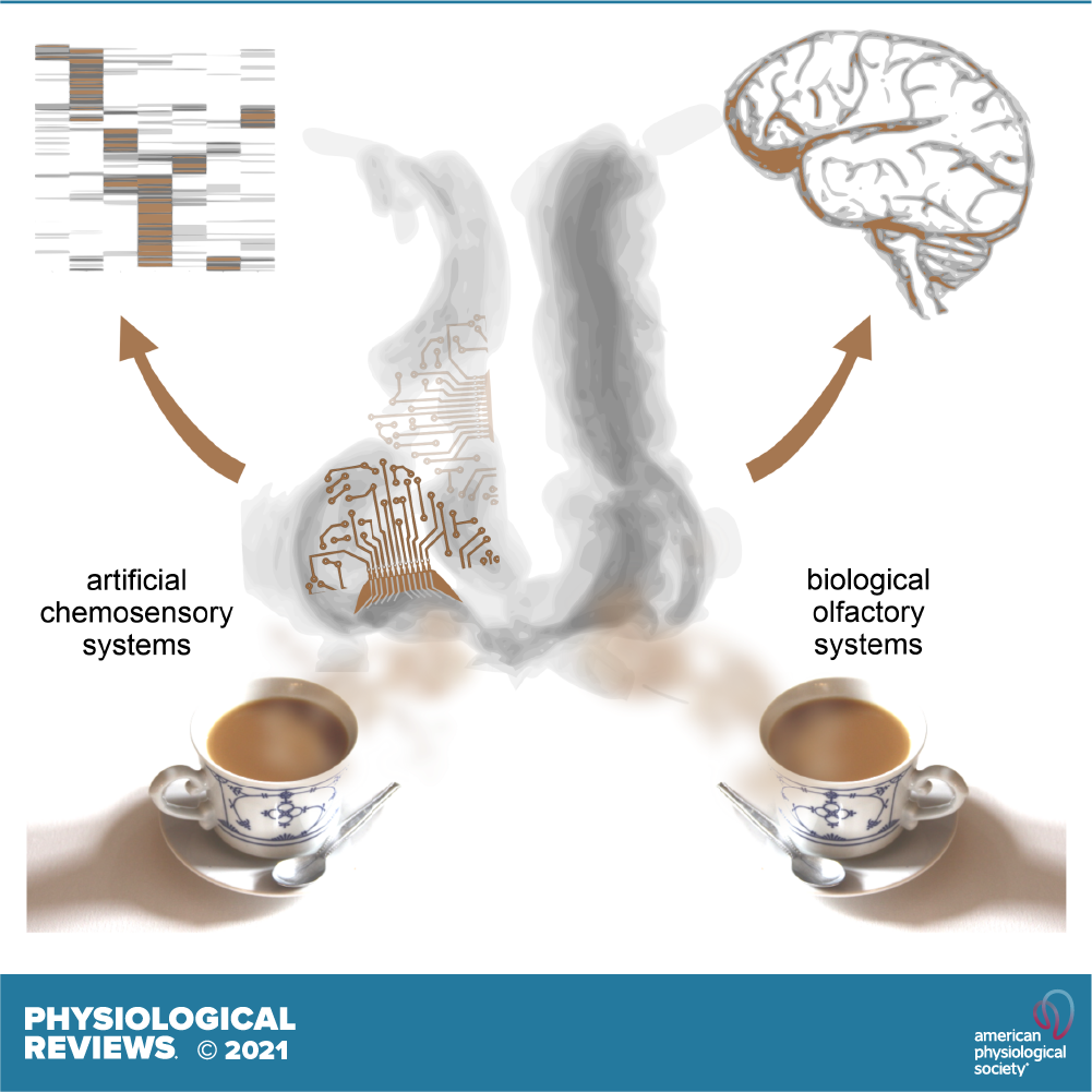 On the road to developing artificial odorant sensors for noses – Life ...