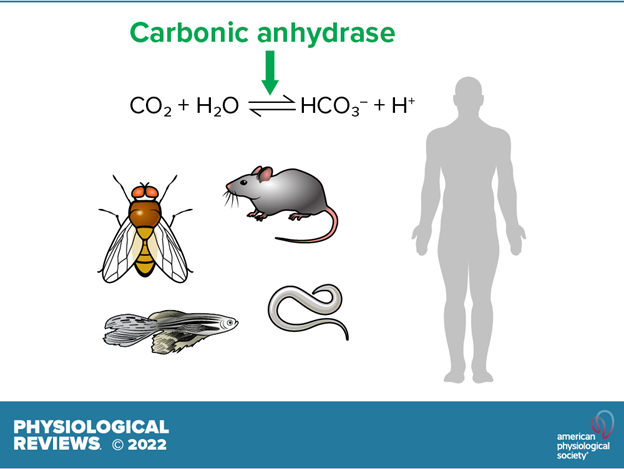 The biological importance of carbonic anhydrase enzyme – Life Lines by ...