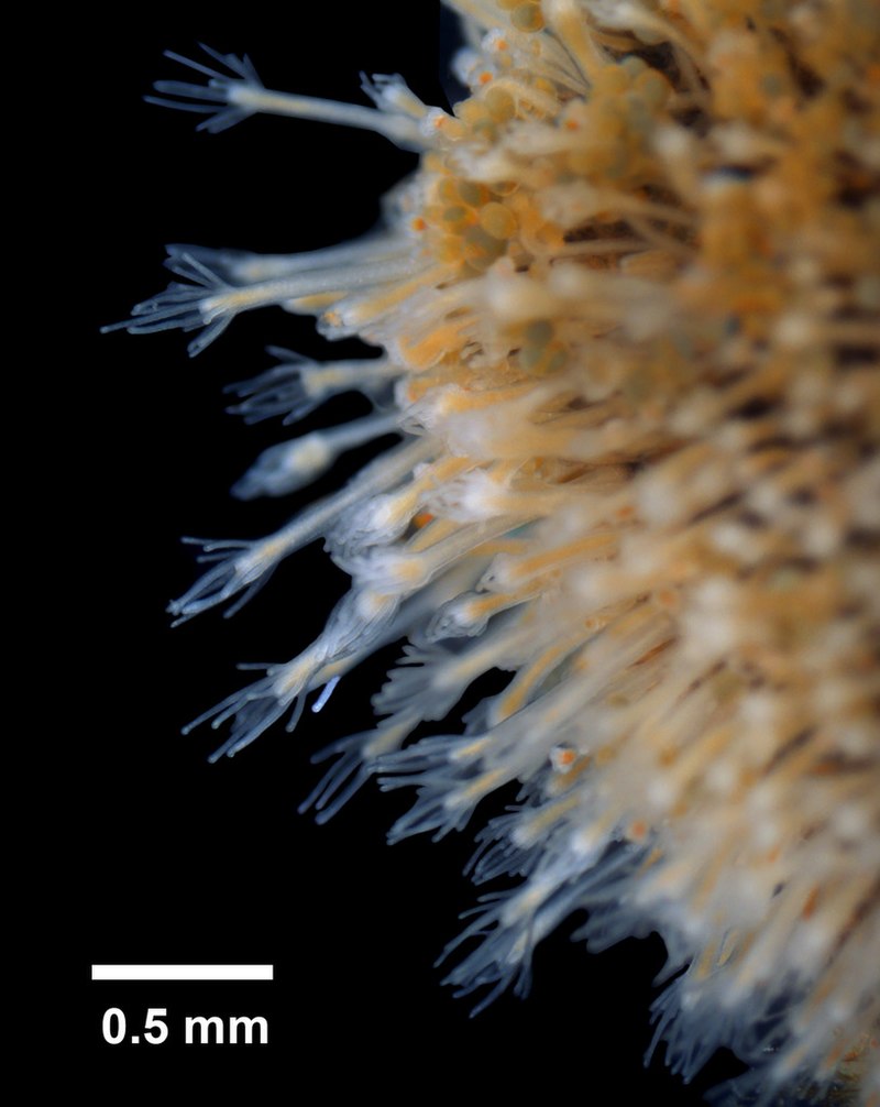 Scientists find clues to tissue regeneration and aging in Hydractinia ...