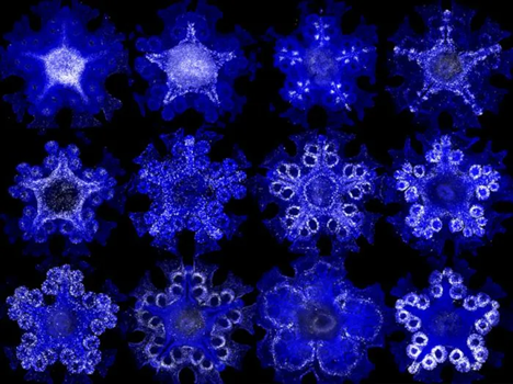 Researchers discover starfish are even more strange than previously ...