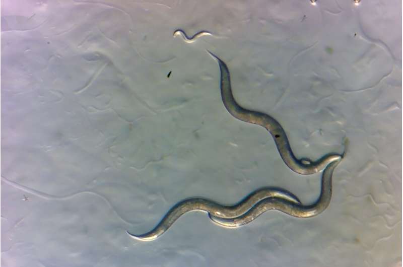 Nematodes exhibit signs of cancer resilience – Life Lines by Dr. Dolittle