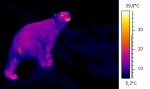 Ever wonder how polar bears stay warm? – Life Lines by Dr. Dolittle