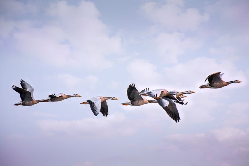 Even small birds fly high – Life Lines by Dr. Dolittle