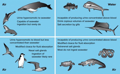 Ocean oddity: how teleost fish stay hydrated in saltwater – Life Lines ...