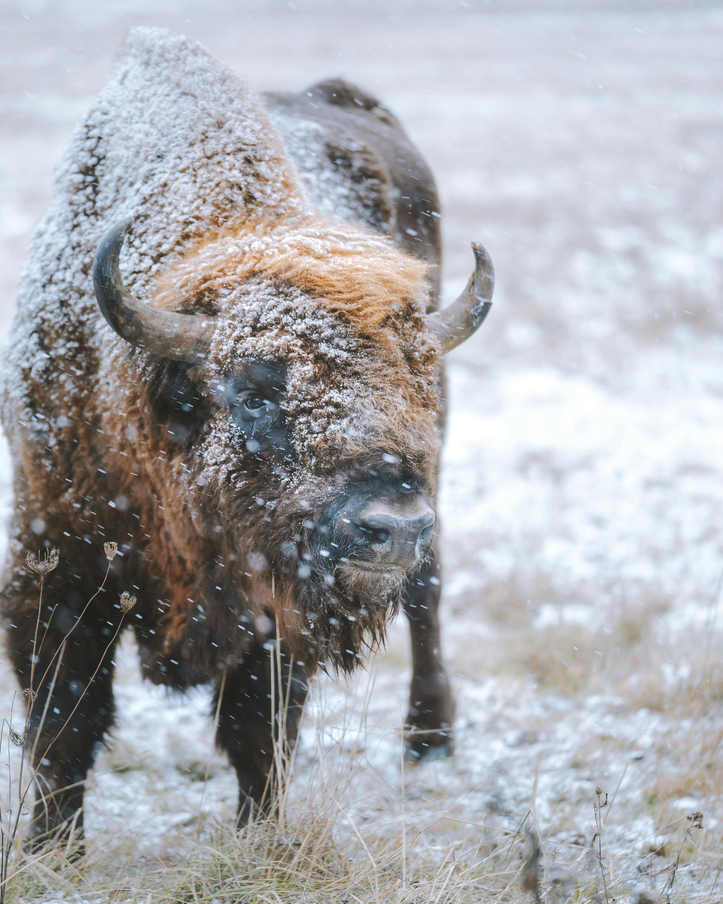 Red, White, and Bison: Celebrating Freedom and National Bison Month ...