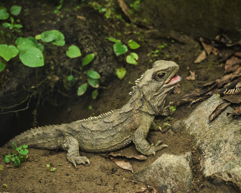 Meet the Tuatara, New Zealand’s living fossil – Life Lines by Dr. Dolittle